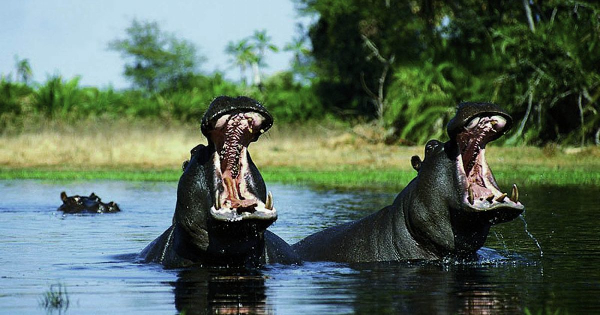 Les Neigles — BABL